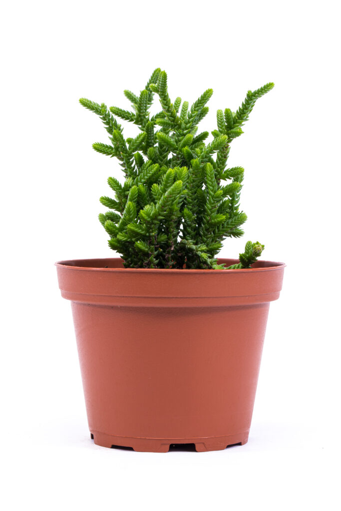 Crassula Mucosa ‘Watch Chain’ – Potscapes