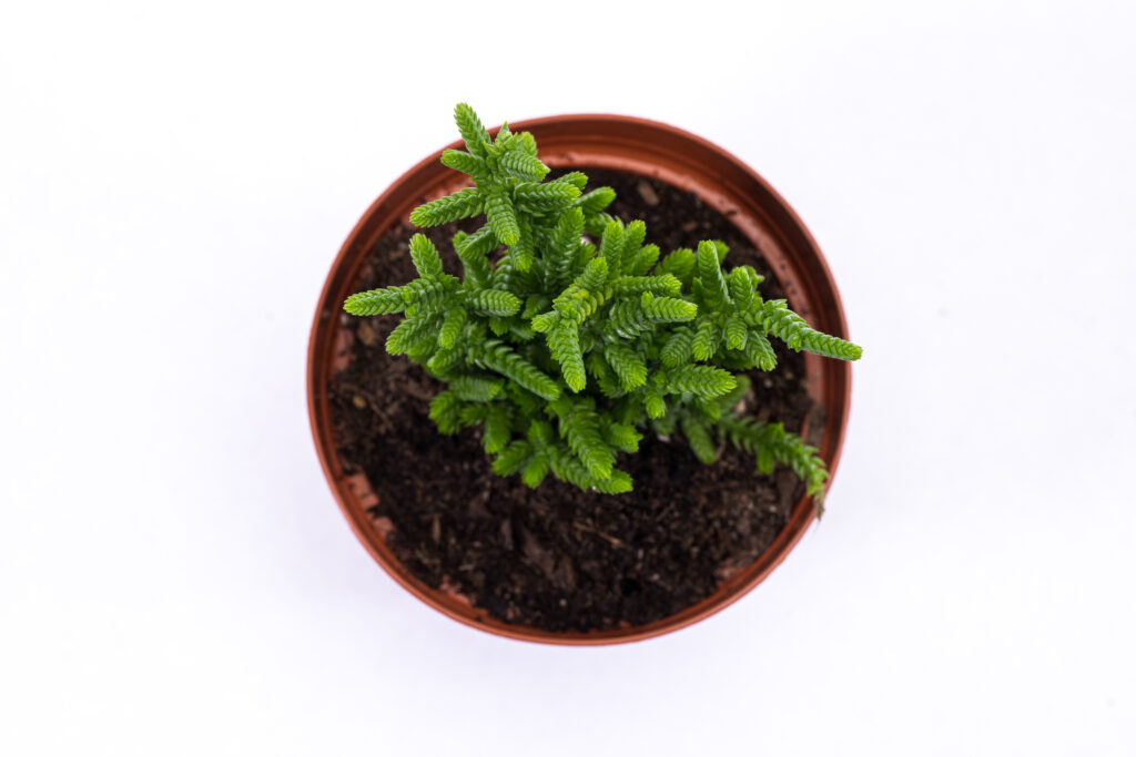 Crassula Mucosa ‘Watch Chain’ – Potscapes