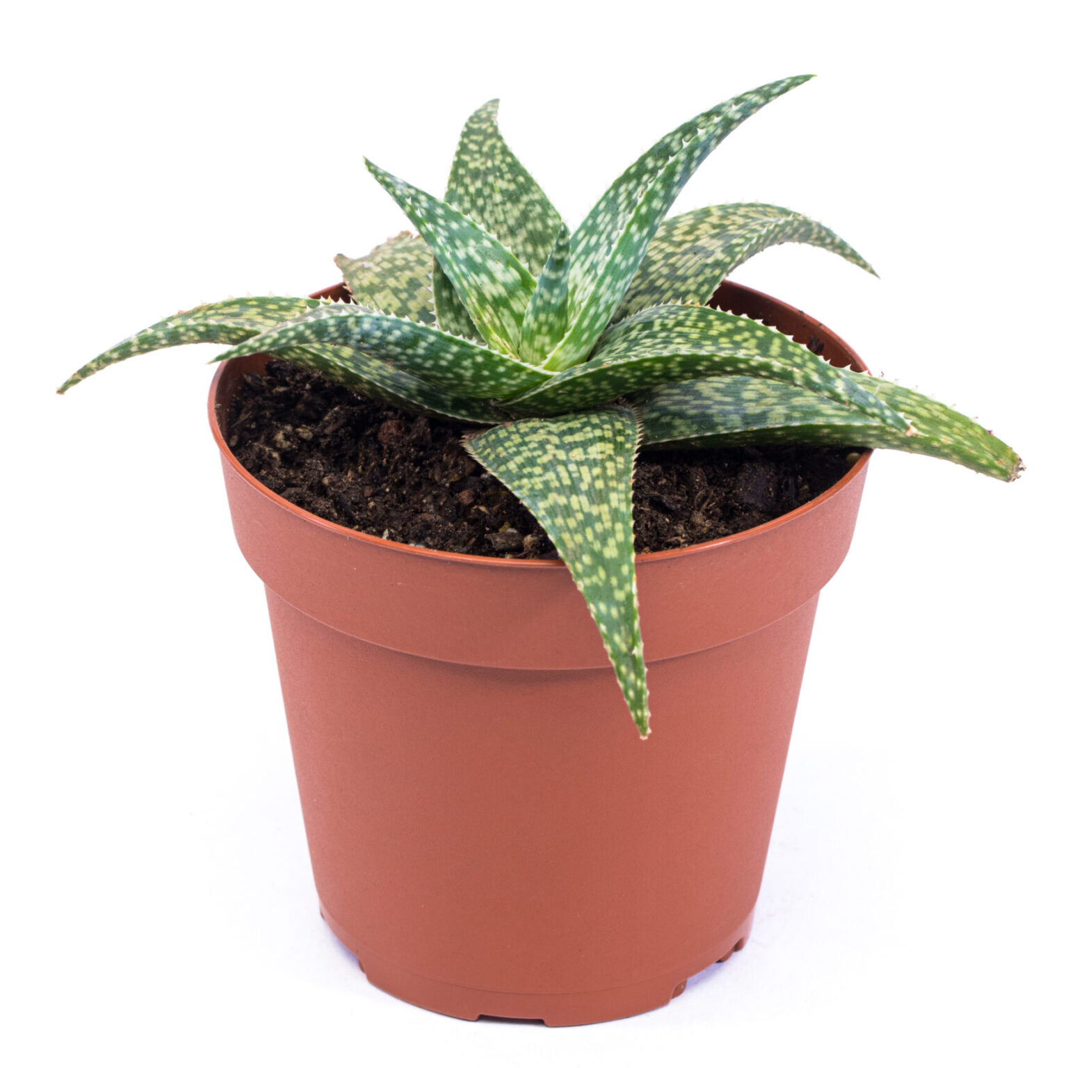 Aloe ‘White Fox’ – Potscapes