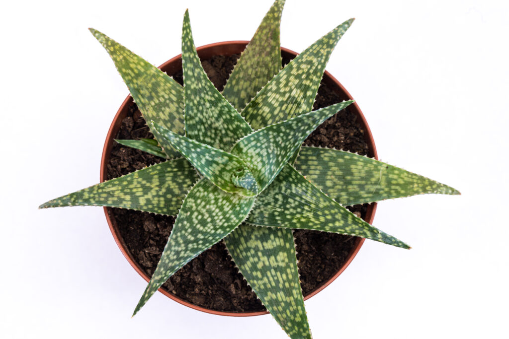 Aloe ‘White Fox’ – Potscapes