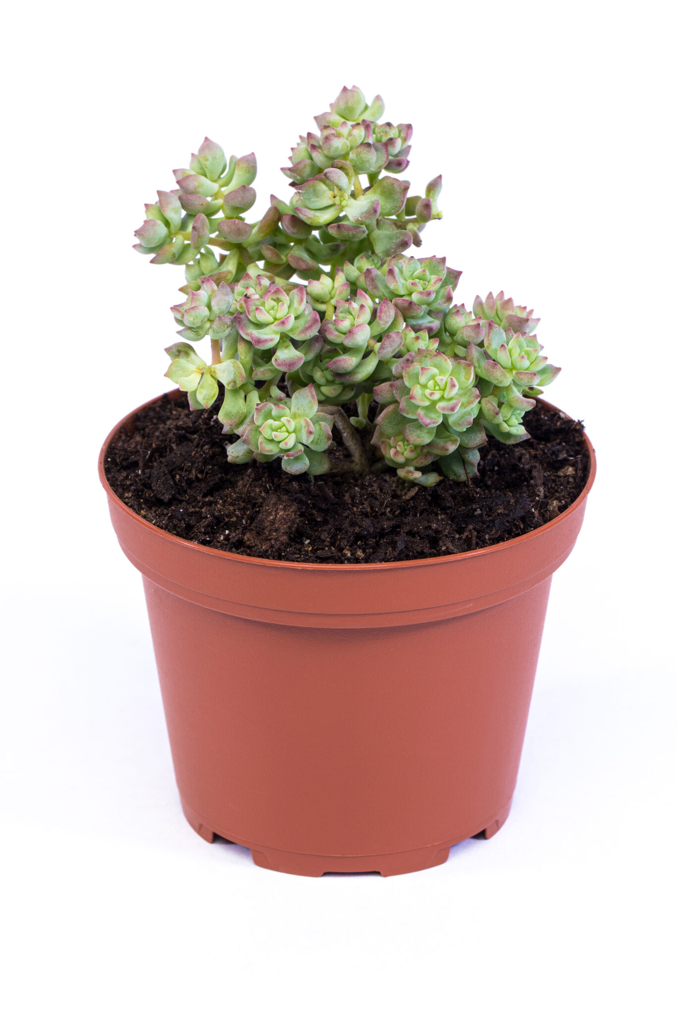 Sedum dasyphyllum pink ‘Stonecrop’ – Potscapes
