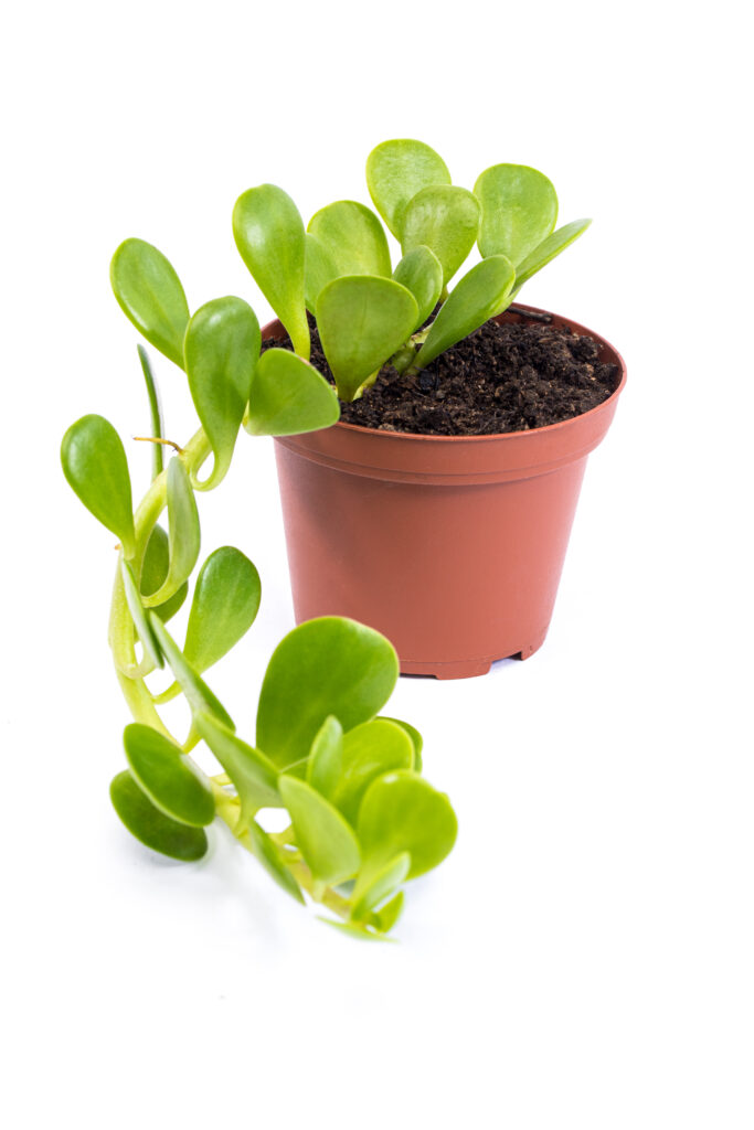 Senecio jacobsenii ‘Purple trailing Jade’ – Potscapes